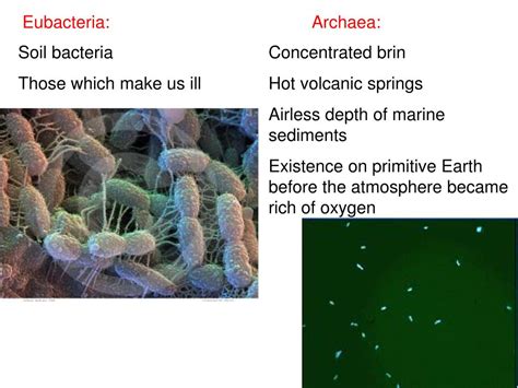 Ppt Essential Cell Biology Powerpoint Presentation Free Download