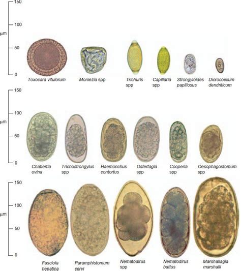 Coprologie Les Éléments Parasitaires Medicina Veterinaria Paraziti