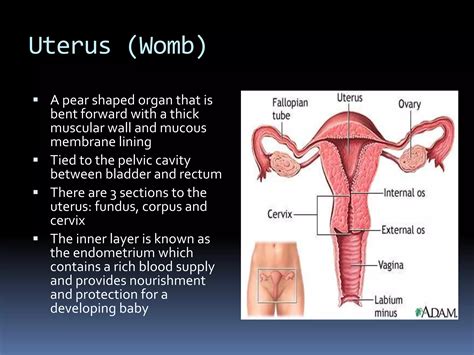 Presentation 10 Anatomy And Physiology Of The Female Reporductive
