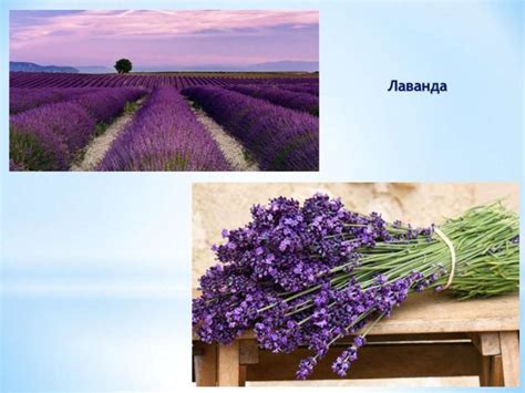 Лаванда. Можжевельник - online presentation