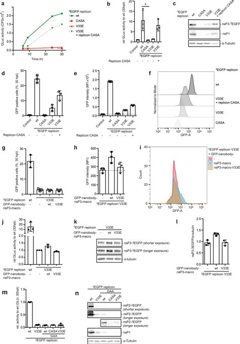 Polyprotein Processing And Viral Replication Requires Both Protease And
