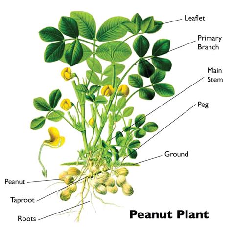 How The Peanut Plant Grows