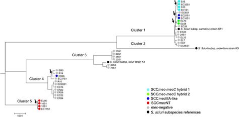 Diversity And Distribution Of Scc Mec Elements In Mammaliicoccus Sciuri