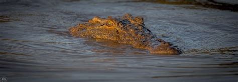 Anatomy Of An Alligator