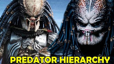 Predator Hierarchy Explained The Yautja Code Of Honor Explained