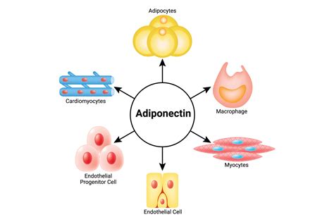 Adiponectin Science Design Vector Graphic by hamjaiu · Creative Fabrica