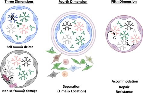 The Five Dimensions Of B Cell Tolerance B Cell Tolerance Is