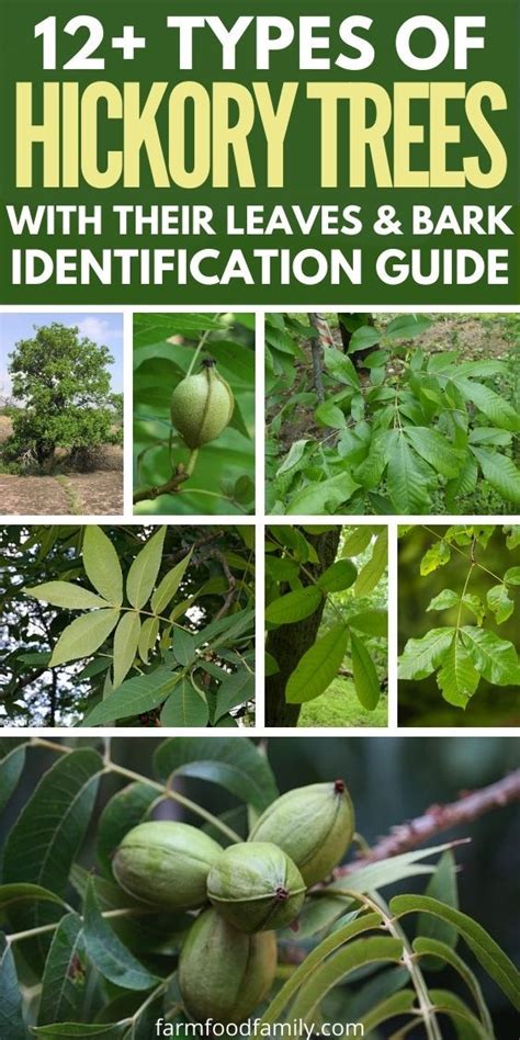 12 Types Of Hickory Trees Leaves Bark And Nuts Identification Guide Hickory Tree Tree