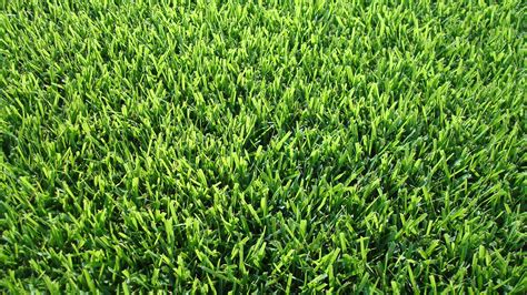 The 6 Most Popular Types Of Grass That Grow In Memphis Tenn Lawns Lawnstarter