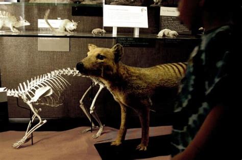 Last Known Tasmanian Tiger Remains Found In Museum Cupboard