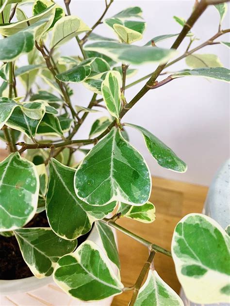 Ficus Triangularis Variegata Si Thái Cẩm Thạch