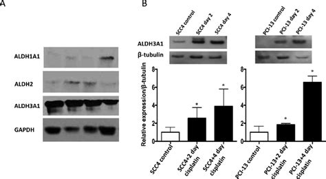Cisplatin Increases Aldh3a1 Expression In Hnscc A Western Blot