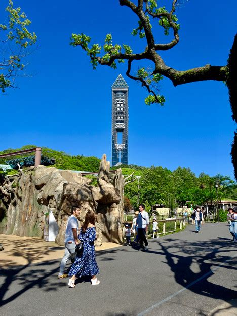 東山動植物園から見上げた東山スカイタワー 1 写真共有サイト「フォト蔵」