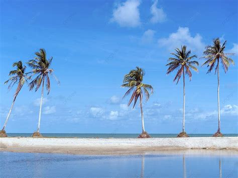 Summer Palm Tree With Sky Background Space For Text Photo And Picture