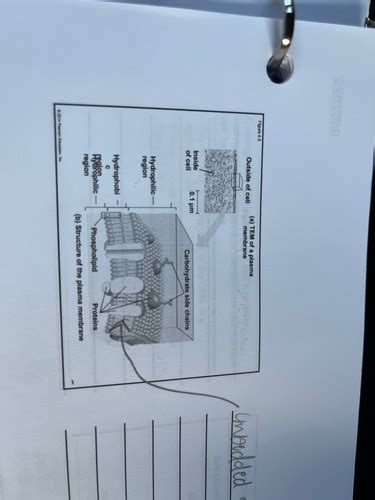 Chapter 4 Test Ap Bio Flashcards Quizlet