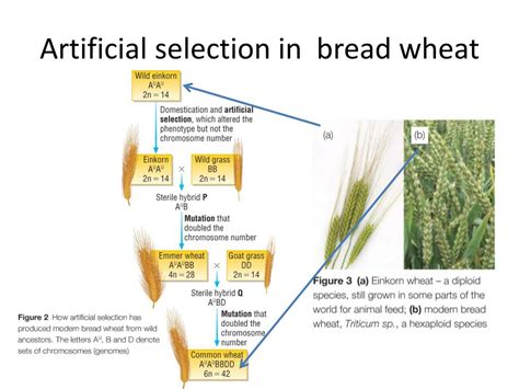 Ppt Natural And Artificial Selection Powerpoint Presentation Free