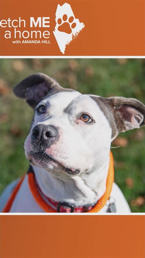 Fetch Me A Home Bonnie The Goofball