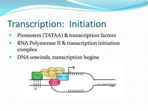 Transcription Initiation Elongation Termination