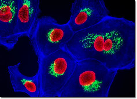 Golgi Apparatus Microscope