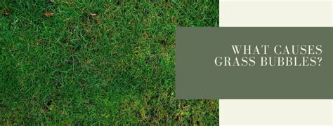 What Causes Grass Bubbles How Are They Formed Peppers Home And Garden