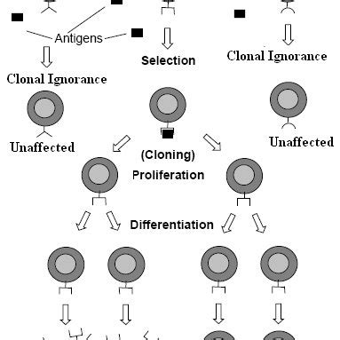 Clonal Selection Principle Download Scientific Diagram