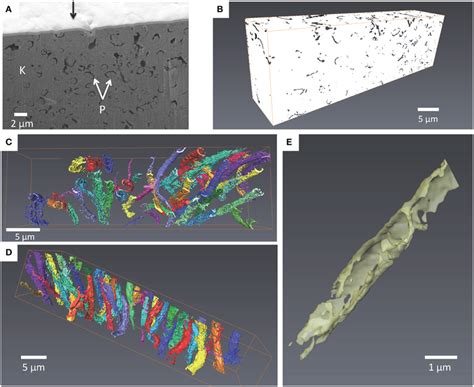 Fib 3d Tomography Of Filaments Observed In The Atexcac Microbialite