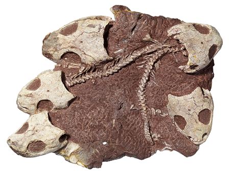 Bayerische Staatssammlung Für Paläontologie Und Geologie August 2025