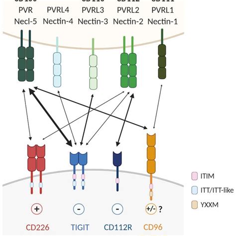 Data Collection And Refinement Statistics Of Human Nectin 1 Download