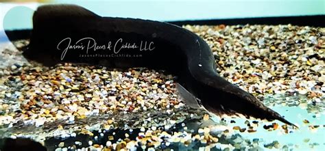 Borneo Python Eel Eels For Sale Online