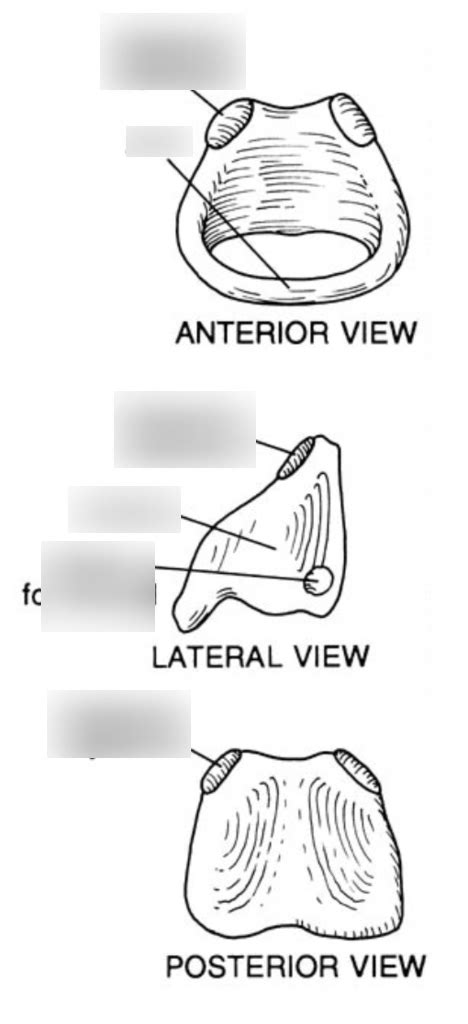 Cricoid Cartilage Diagram Quizlet