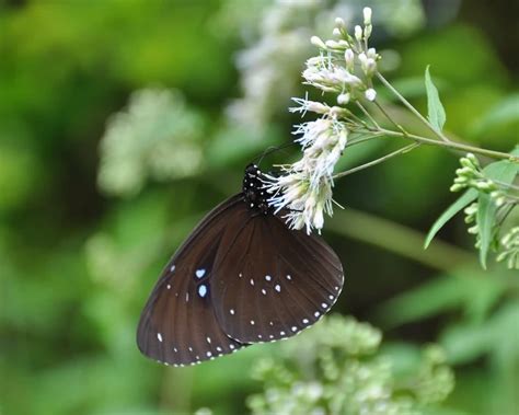 Euploea Sylvester Facts Diet Habitat And Pictures On Animaliabio