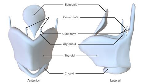 Larynx Anatomy Concise Medical Knowledge