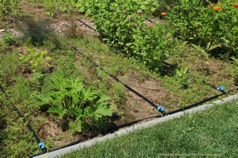 Vegetable Garden Drip Irrigation System