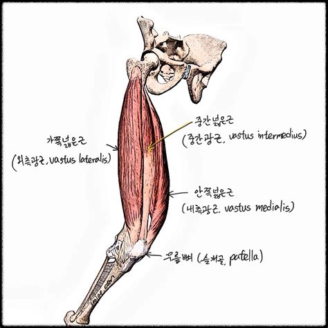 넙다리네갈래근대퇴사두근 Quadriceps