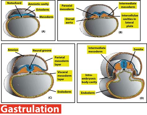 Adrenal Medulla Is Ectodermal In Origin At Oscar Godson Blog
