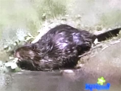 Beaver Barney And Friends Fictional Characters Wiki Fandom