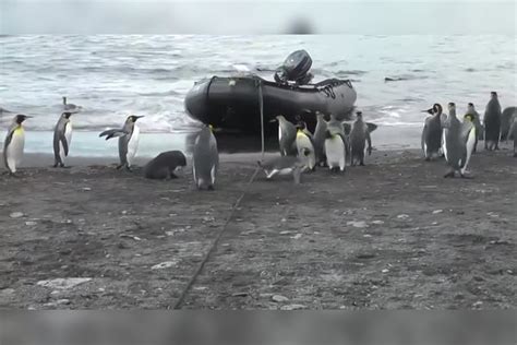 游客假装要抓企鹅，企鹅看到影子后，这反应太搞笑了企鹅反应影子