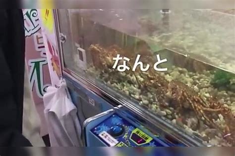 夹娃娃机都弱爆了 看看北海道的夹毛蟹机北海娃娃