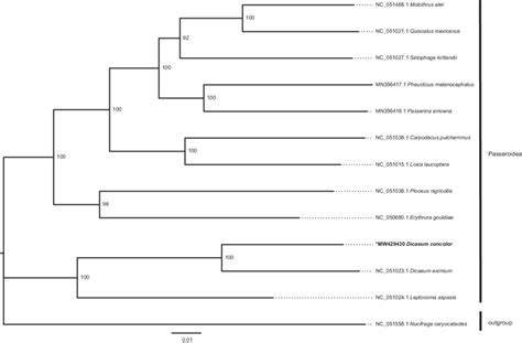 The Maximum Likelihood Ml Tree Constructed Using Mitochondrial Genome Download Scientific