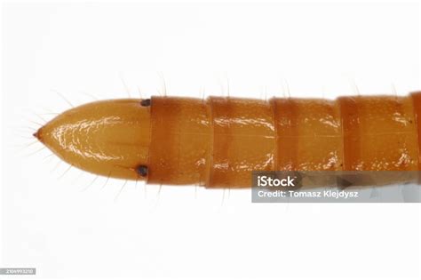 Wireworm Agriotes Sp A Click Beetle Larva Wireworms Are Important Pests