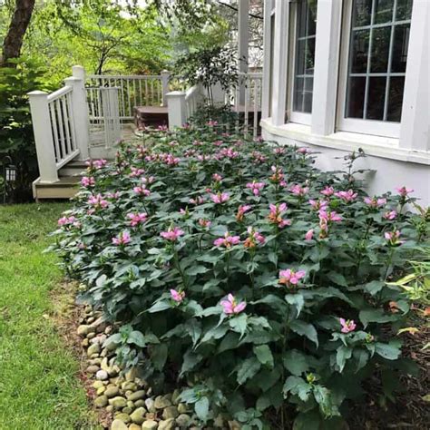 Exploring Turtlehead Plants Chelone Obliqua And Cultivars Pith