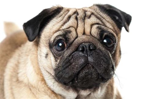 Pug Skull Vs Normal Dog Skull