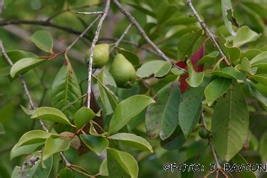 Psidium Littorale Obalna Gvava