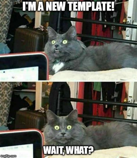 Wait What Cat Memes Imgflip