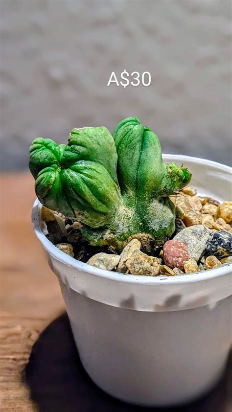 2 35 Tbmcs Rooted Since 012024 Bin All 3 For 70 Free