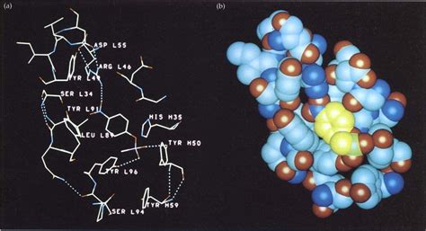 Model Of The Transition State Analog Bound To Cnj206 A The Same View