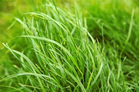 Premium Photo Green Fresh Spring Grass Closeup