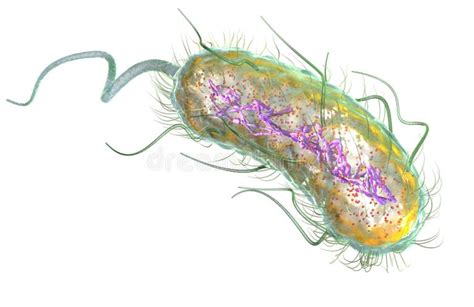 Nucleoid Dna Stock Illustrations 160 Nucleoid Dna Stock Illustrations