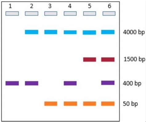 5x Dna Gel Loading Buffer In Surat Id 23428160130