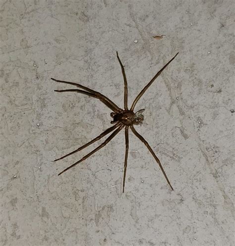 Desert Recluse Spider Bite Pictures Desert Recluse Spider Facts